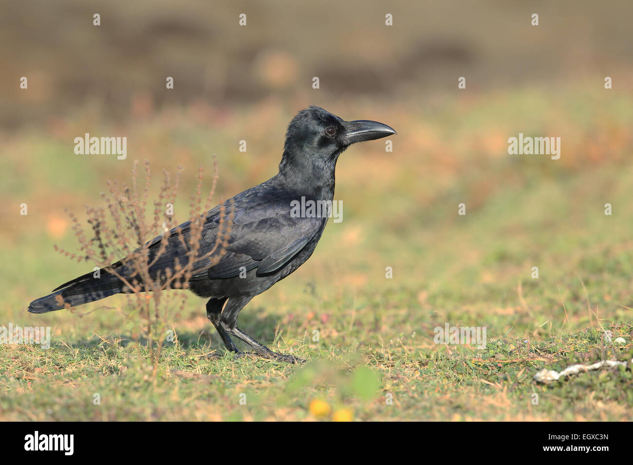 Large-billed Crow (Corvus macrorhynchos Stock Photo - Alamy