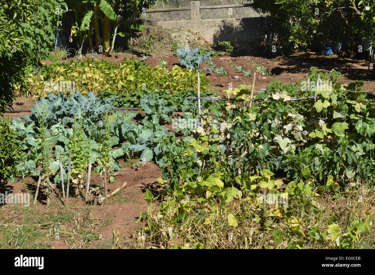 Vegetable garden in Portugal Stock Photo - Alamy