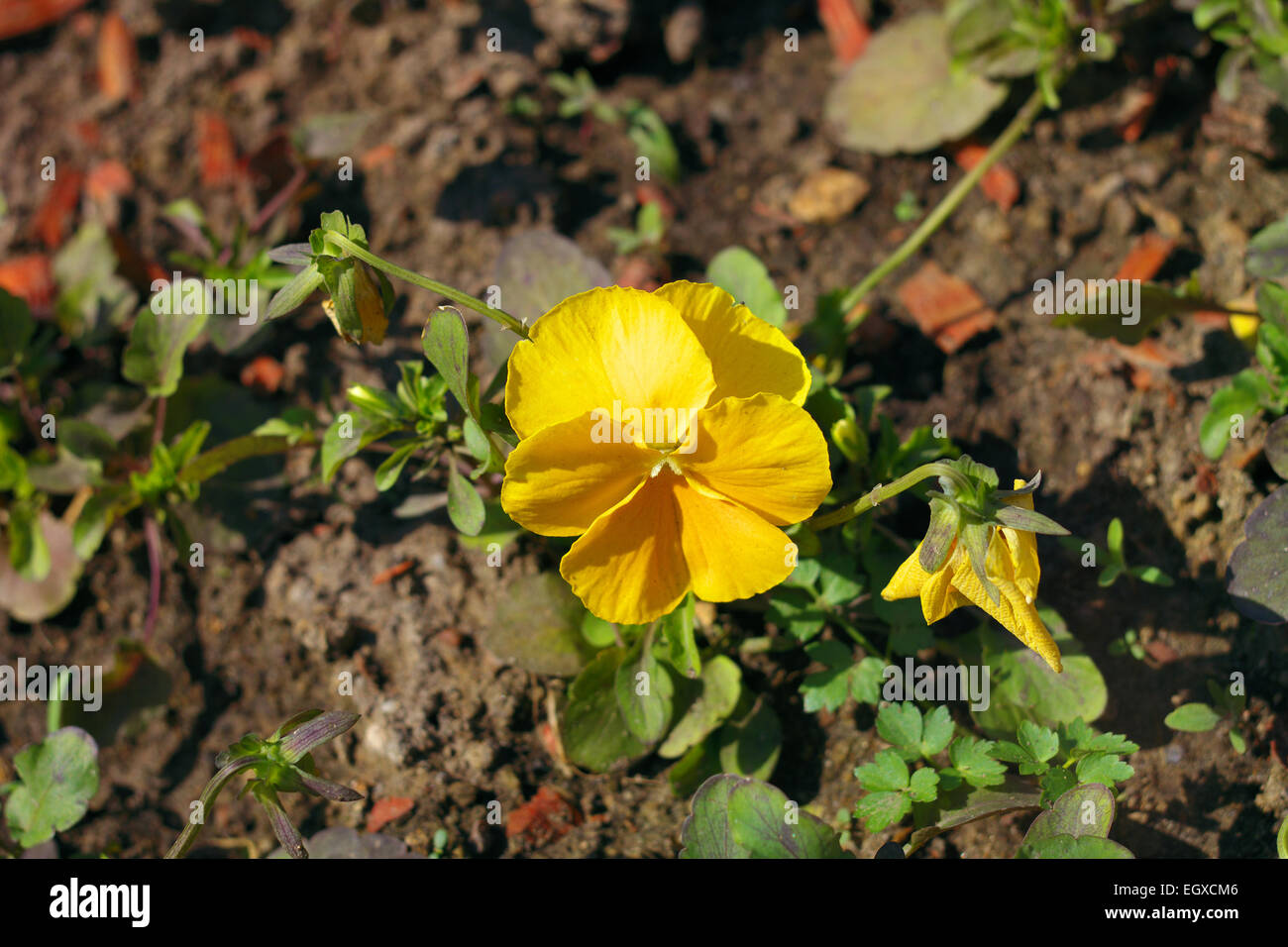 Yellow flower with stalk hi-res stock photography and images - Alamy