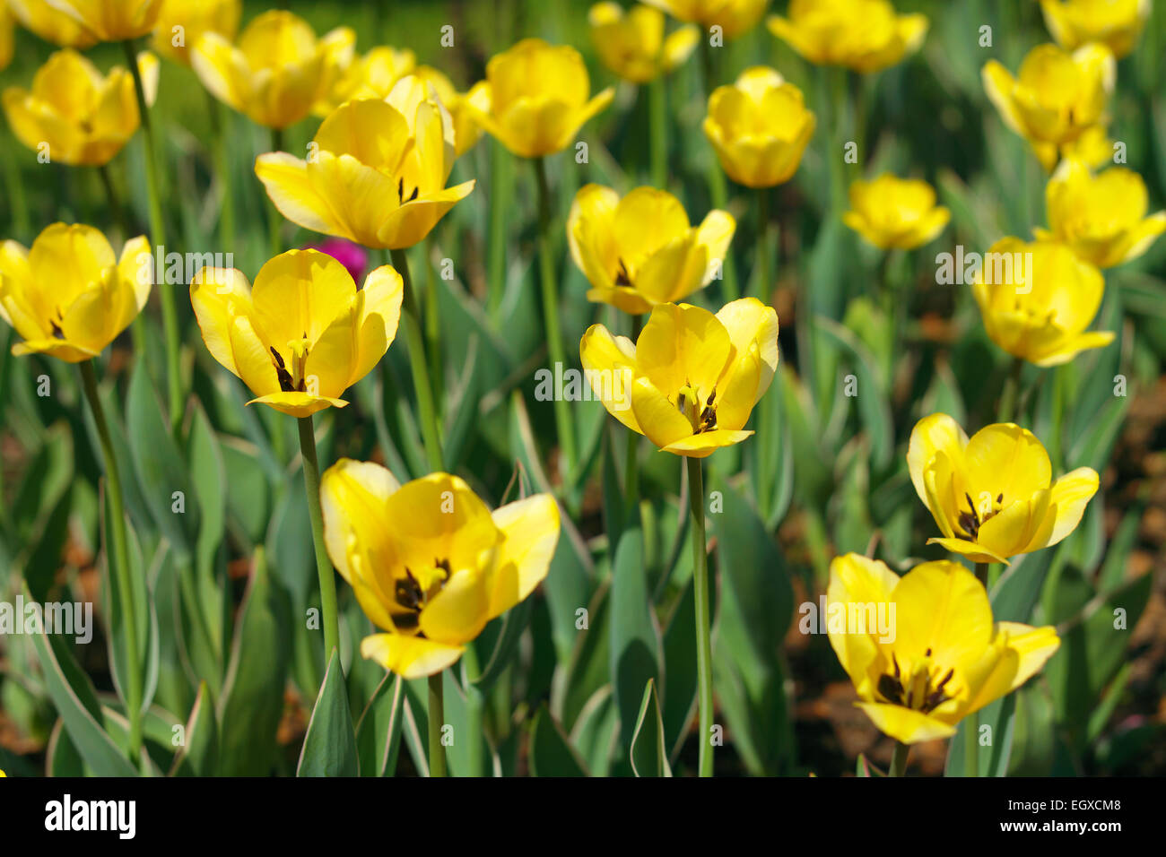yellow tulip at spring Stock Photo - Alamy