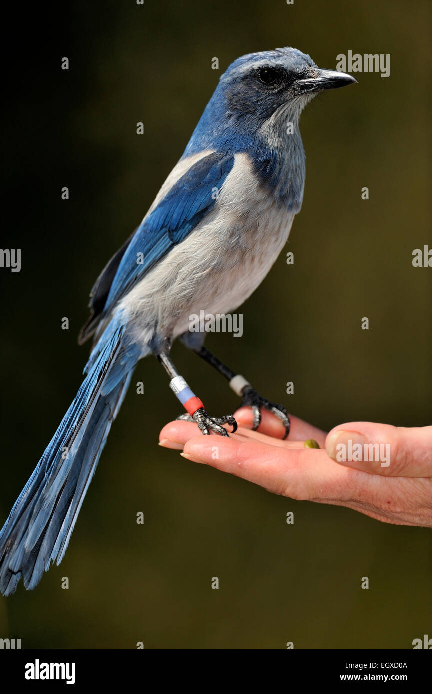 Human bird interactions hi-res stock photography and images - Alamy