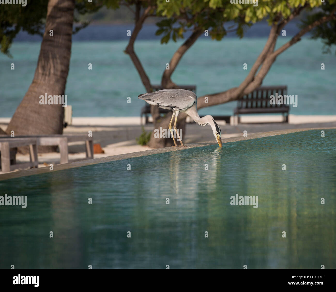 Grey heron (Ardea cinerea) drinking from the swimming pool at a hotel ...