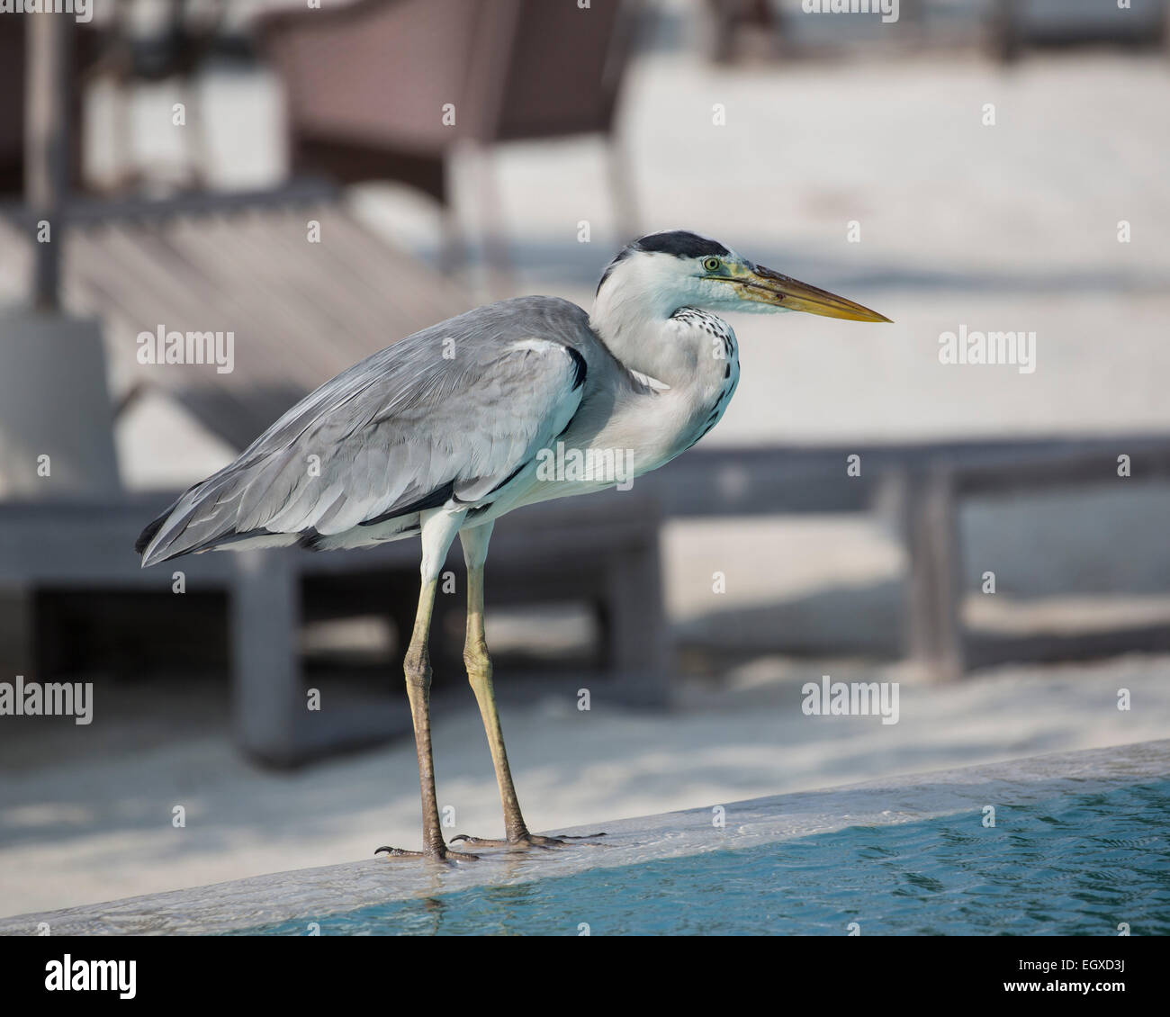 Grey heron (Ardea cinerea) standing by the swimming pool at a hotel ...