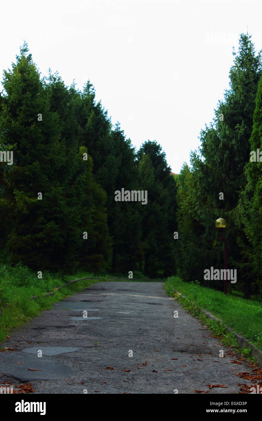 among the trees in the park stretches into the distance road Stock ...