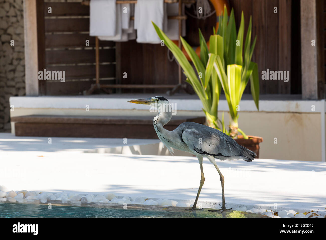 Walking swimming hi-res stock photography and images - Alamy