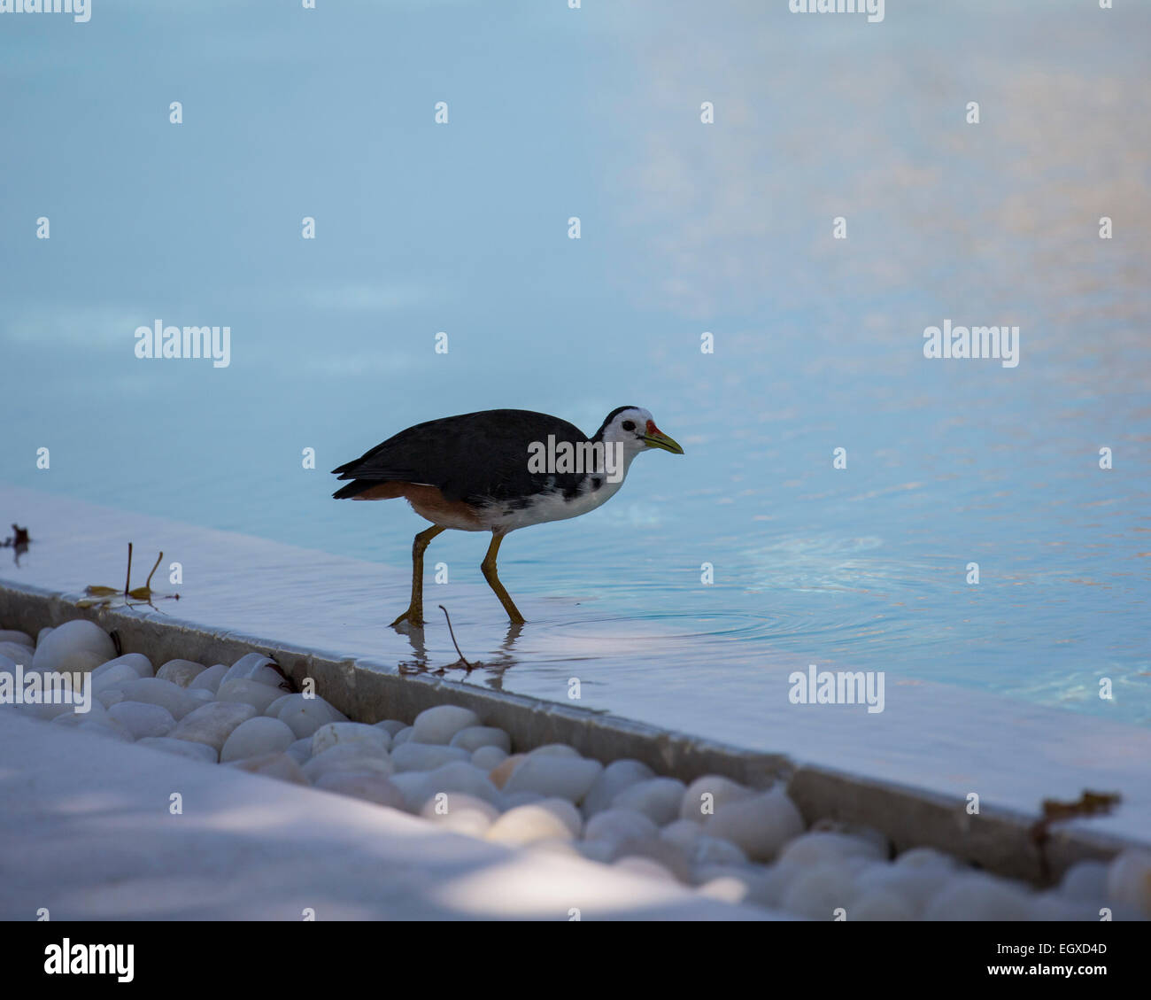 Maldivean white-breasted water hen (Amaurornis phoenicurus maldivus ...