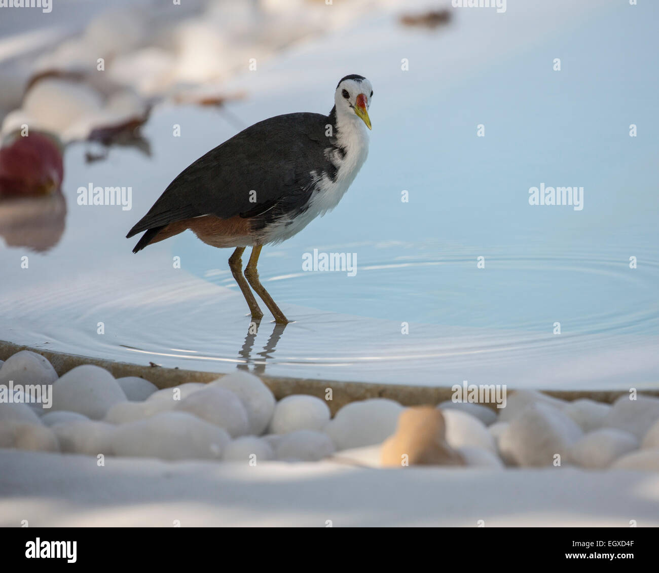 Maldivean white-breasted water hen (Amaurornis phoenicurus maldivus ...