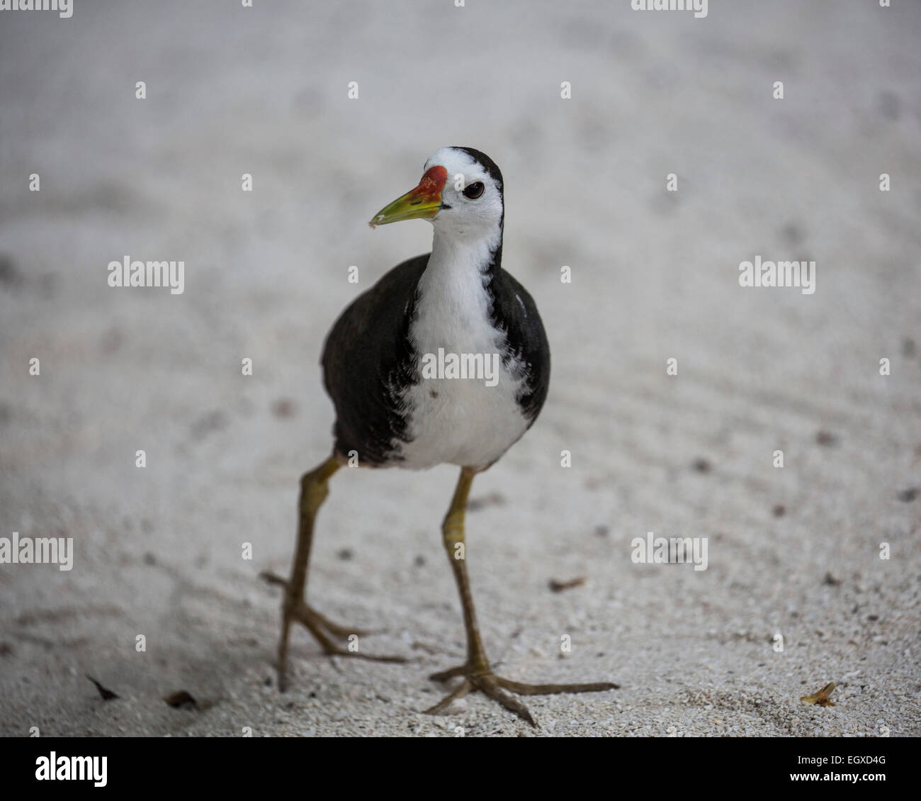 Maldivean white-breasted water hen (Amaurornis phoenicurus maldivus) at ...