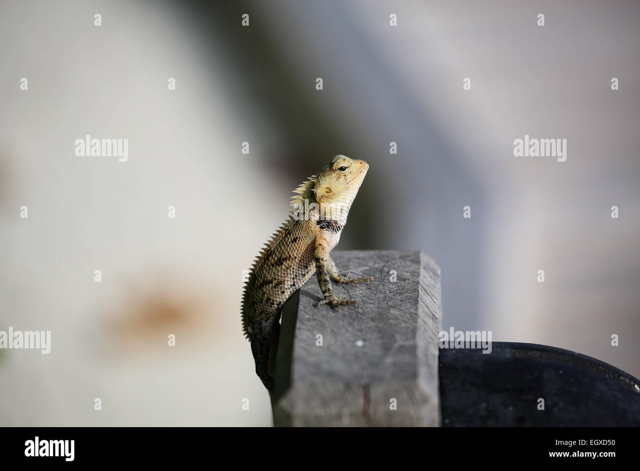 Maldives lizard hi-res stock photography and images - Alamy