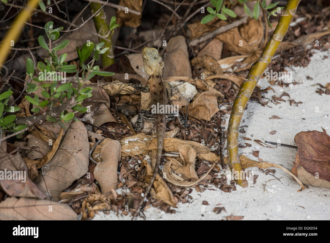 Oriental garden lizard on sand and dead leaves on an island in the ...