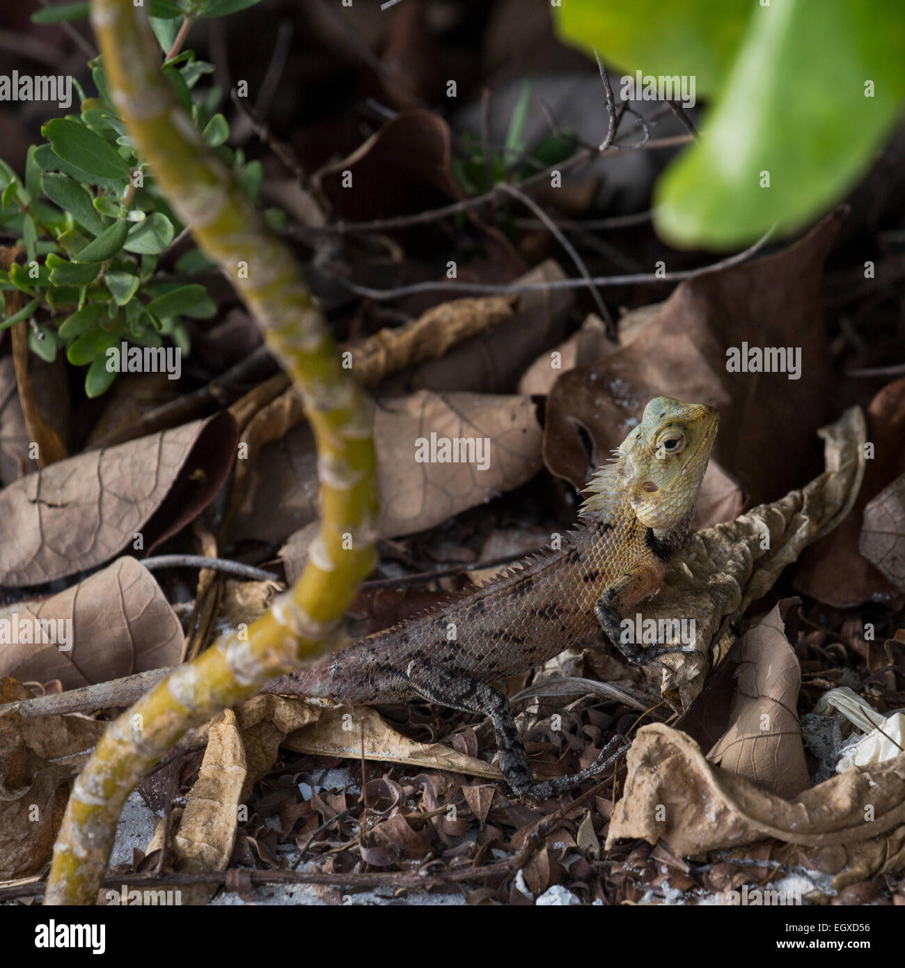 Oriental garden lizard on dead leaves on an island in the Maldives ...