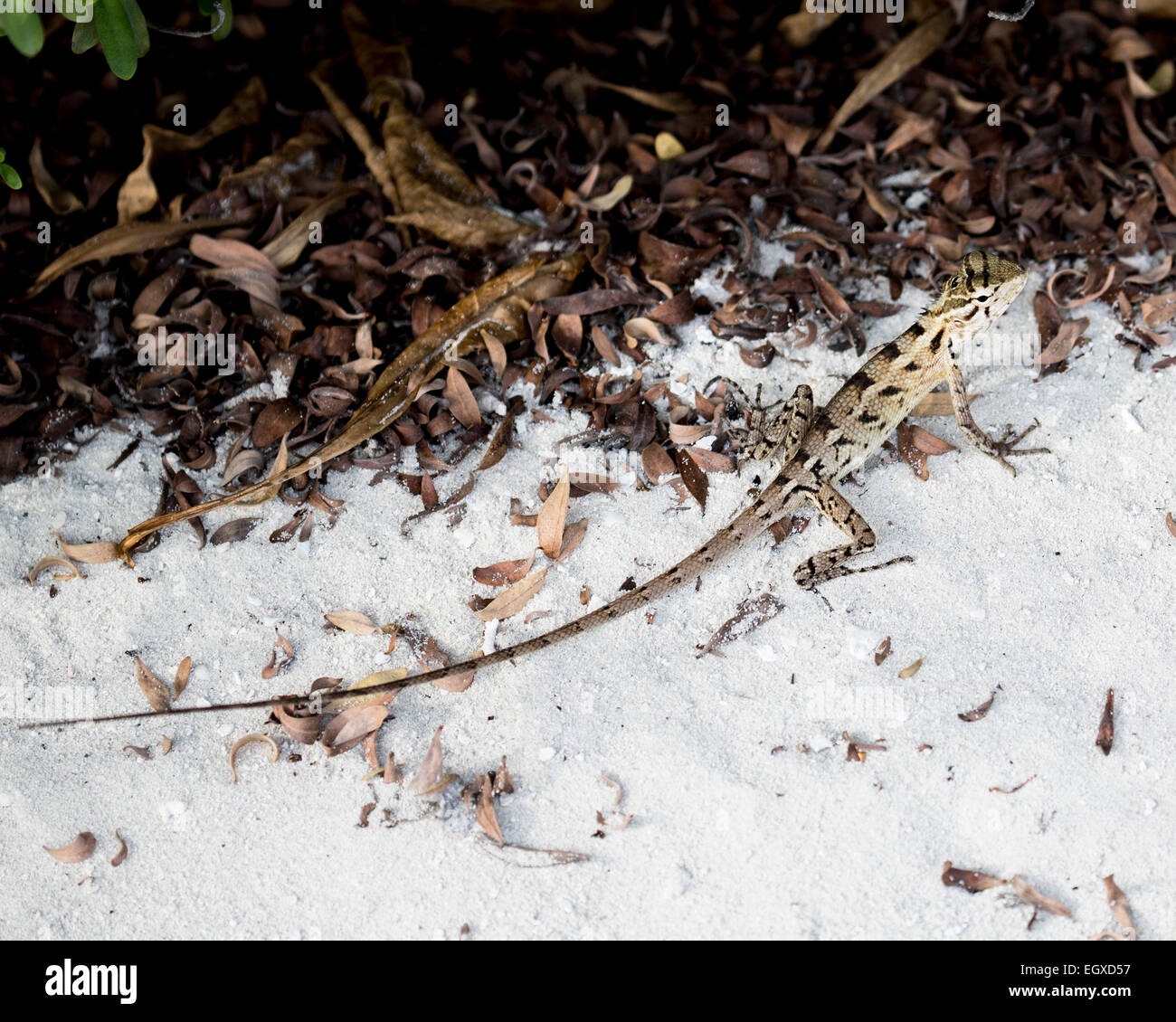 Oriental garden lizard on sand on an island in the Maldives Stock Photo ...