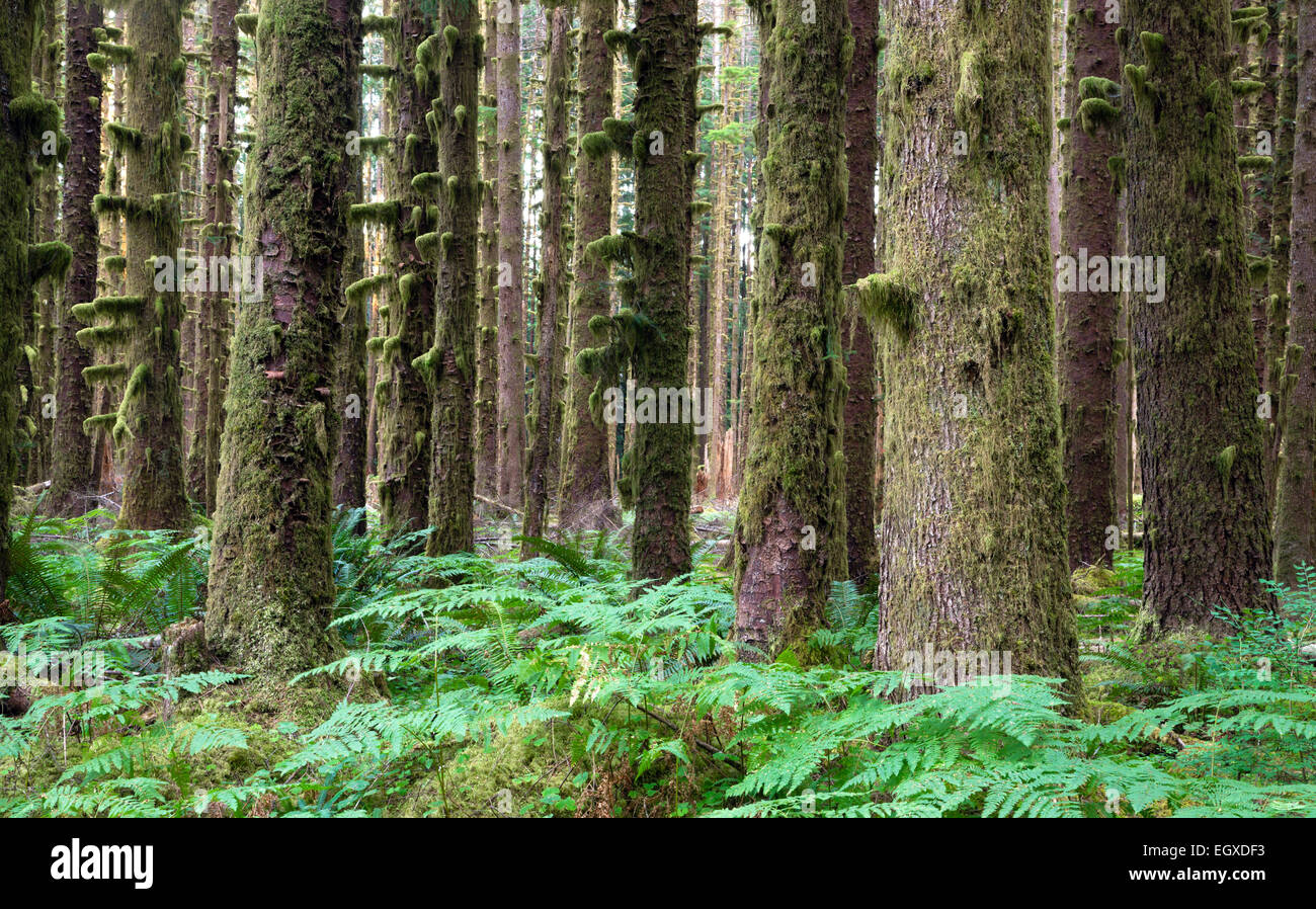 A horizontal compostion of the spectacular scenery in the rainforest ...