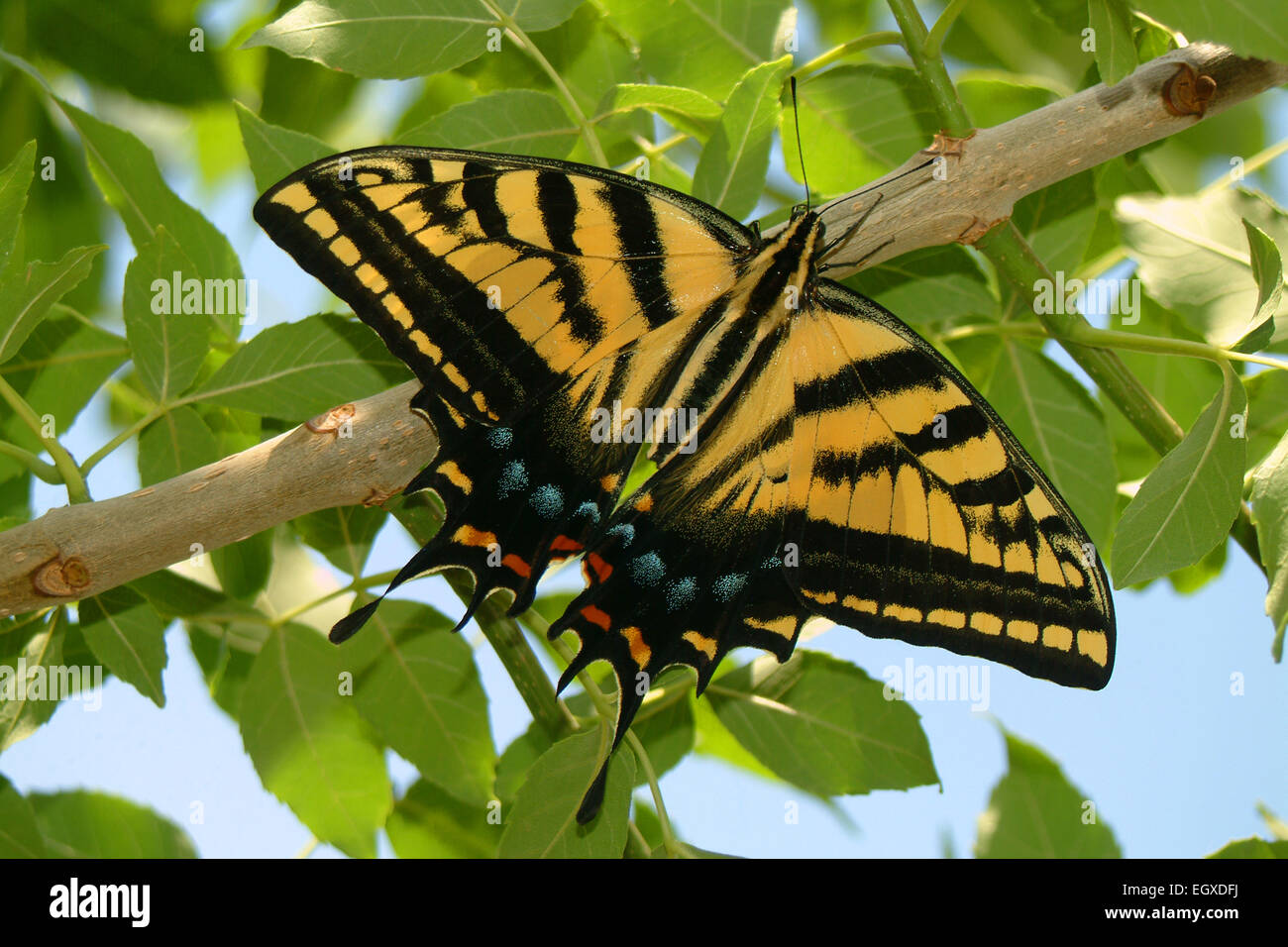 Tiger Swallowtail butterfly in a tree Stock Photo - Alamy
