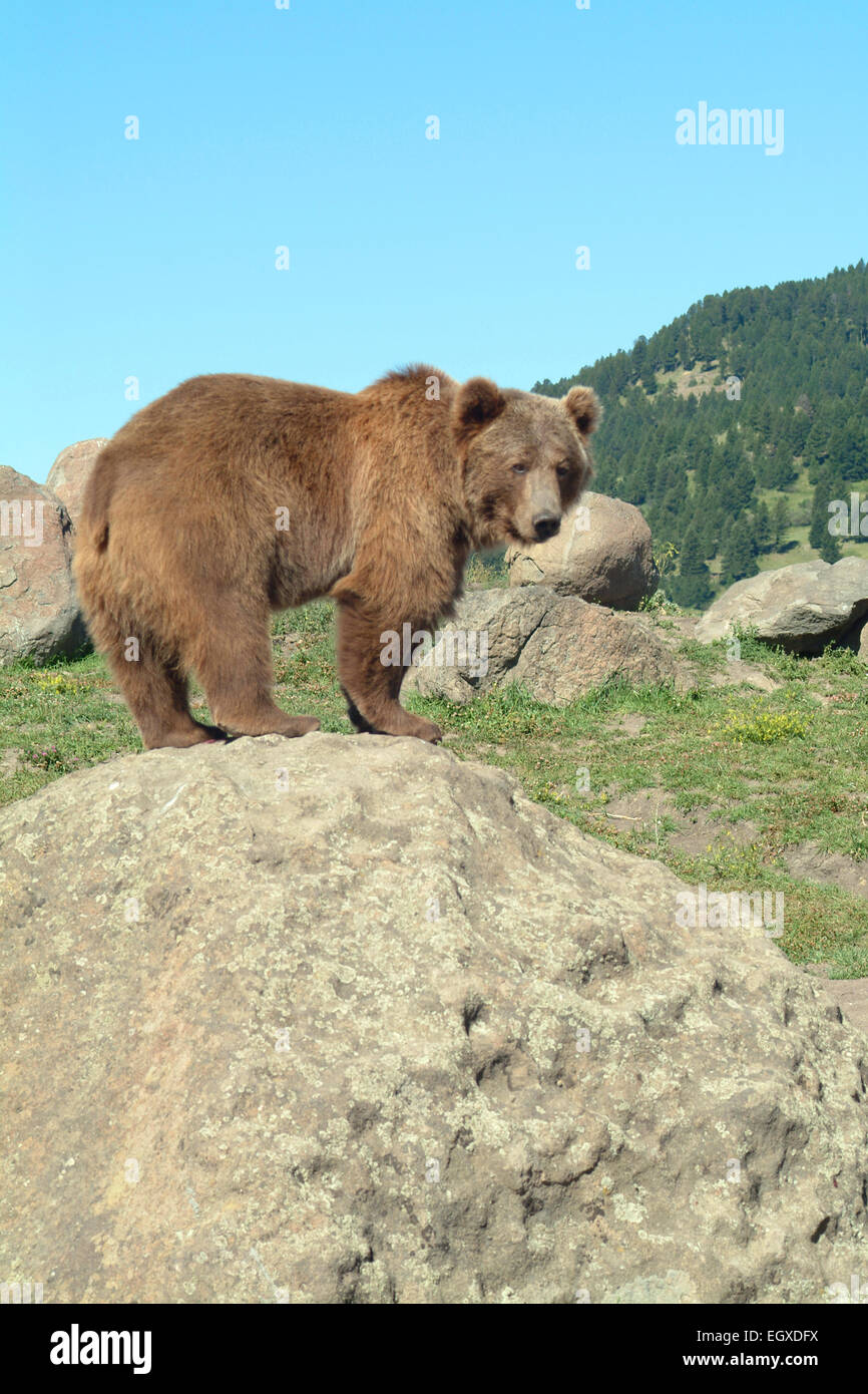 Grizzly bear on a rock Stock Photo - Alamy