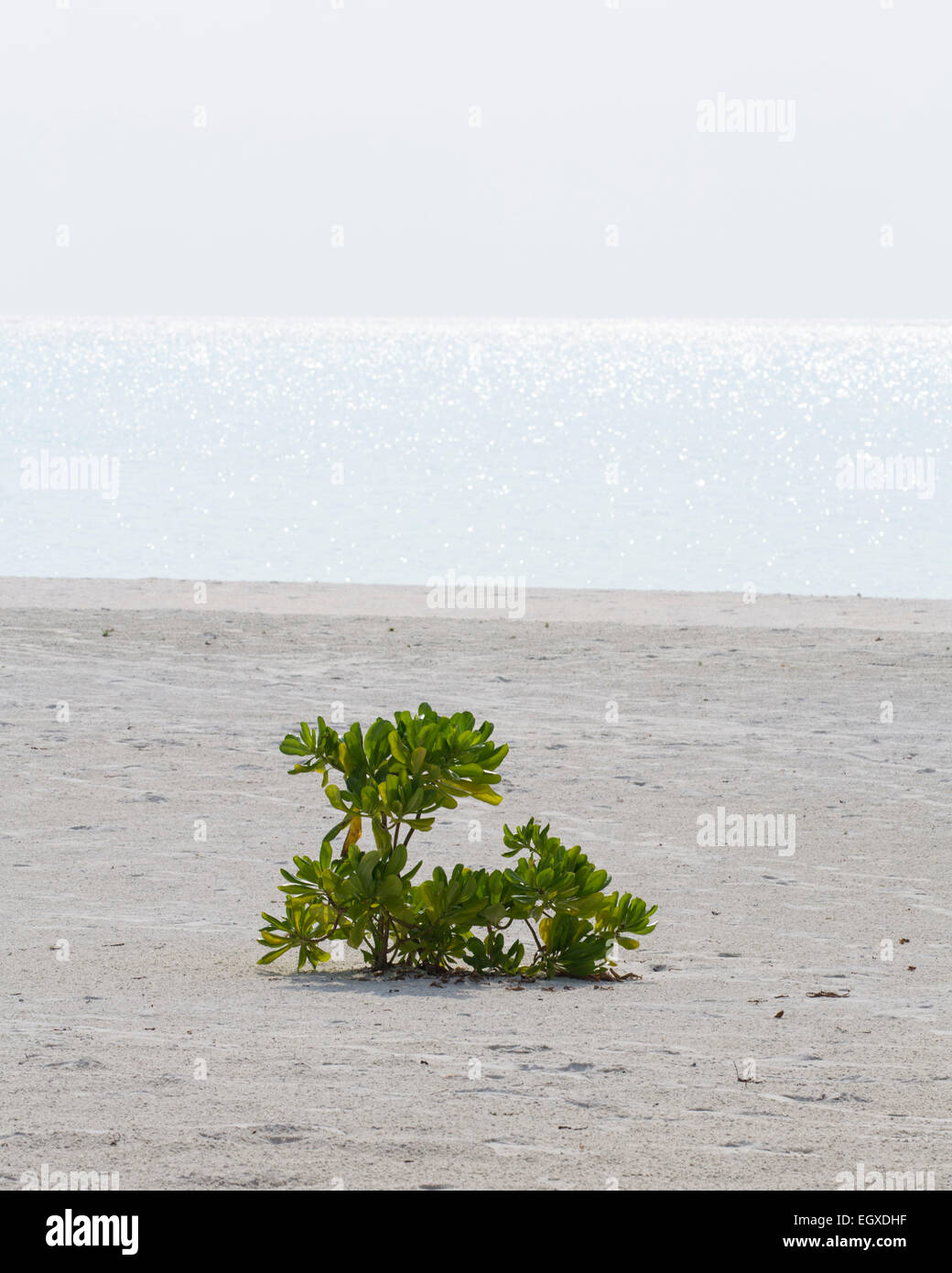 A small tree on a beach in the Maldives basks in the sunlight Stock ...