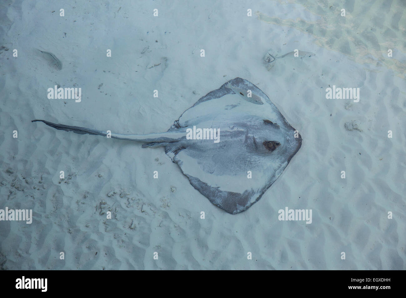Feather-tailed or Flag-tail stingray rests on the sand in a lagoon in ...