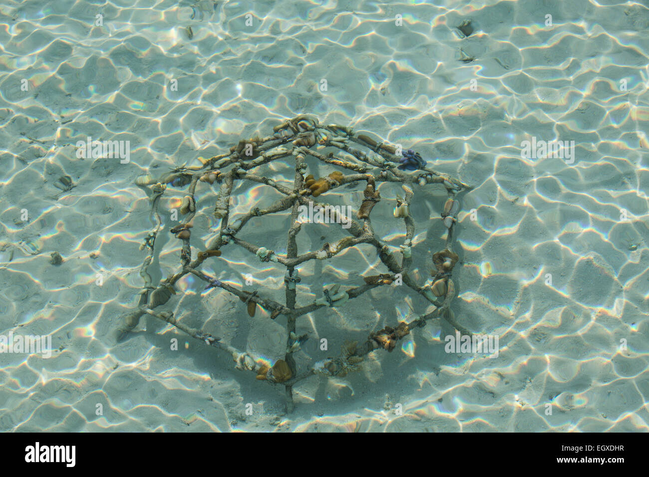 Artificial coral prefabricated modular reef unit with new coral growing ...