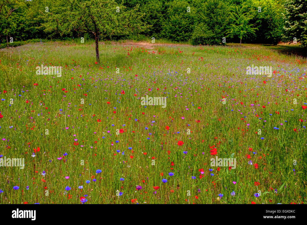 An open field filled with wildflowers Stock Photo - Alamy