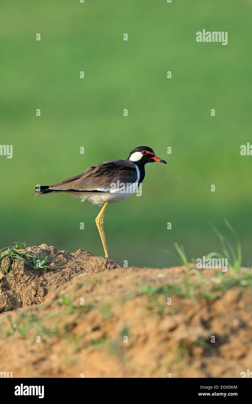 Red-wattled Lapwing (Vanellus indicus lankae Stock Photo - Alamy