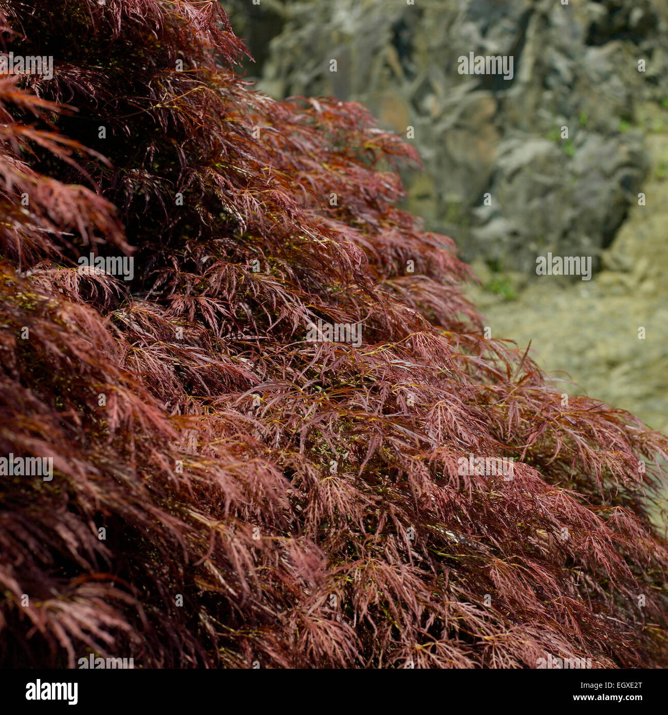 Close up of a red Japanese maple tree Stock Photo - Alamy