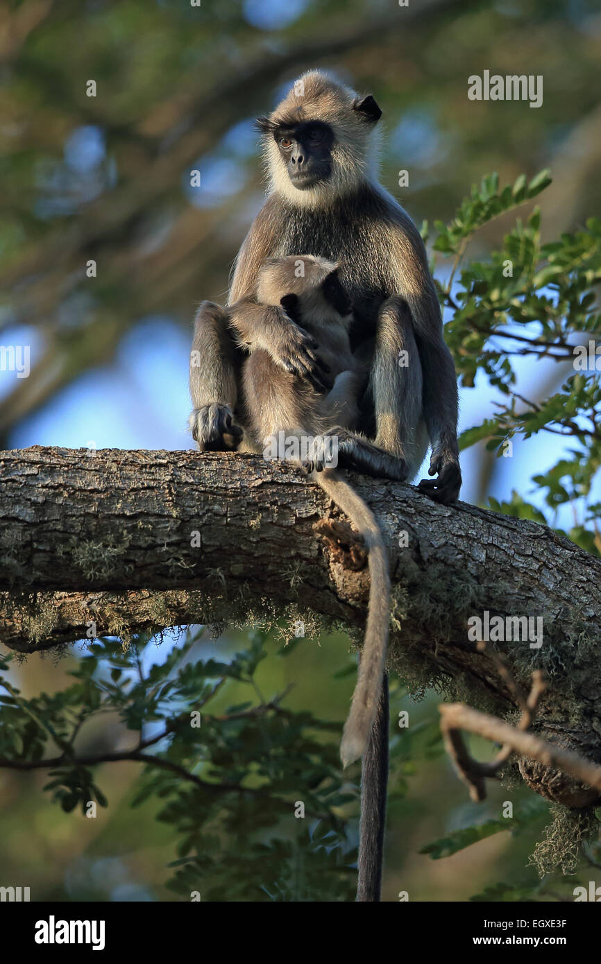 Tufted Grey Langur (Semnopithecus priam priam Stock Photo - Alamy