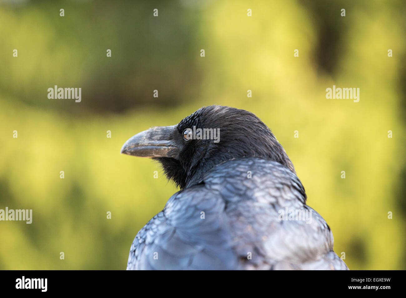 Corvus the raven hi-res stock photography and images - Alamy