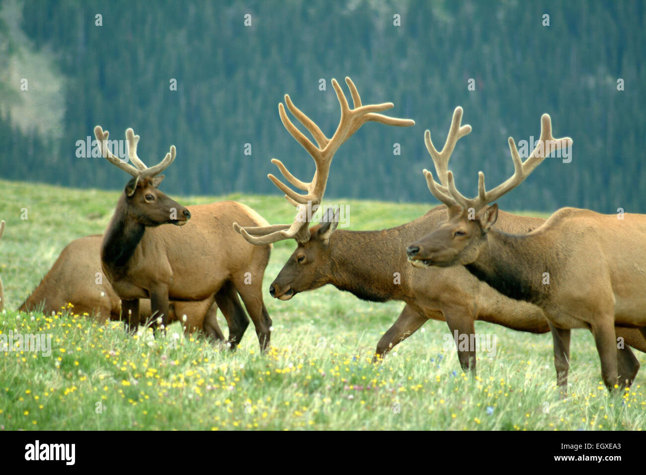 Five point bull elk hi-res stock photography and images - Alamy