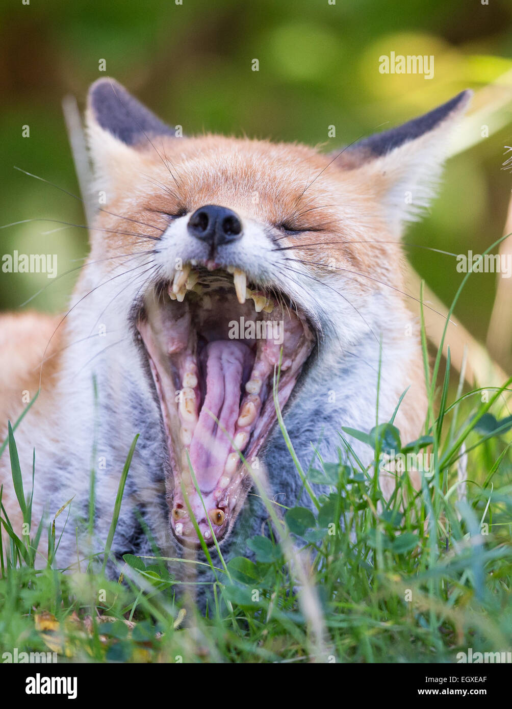 Red fox yawning close hi-res stock photography and images - Alamy