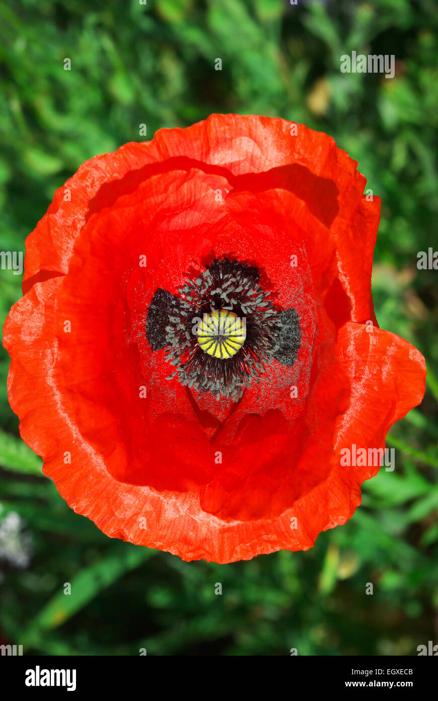 Poppy heart. Element of design Stock Photo - Alamy