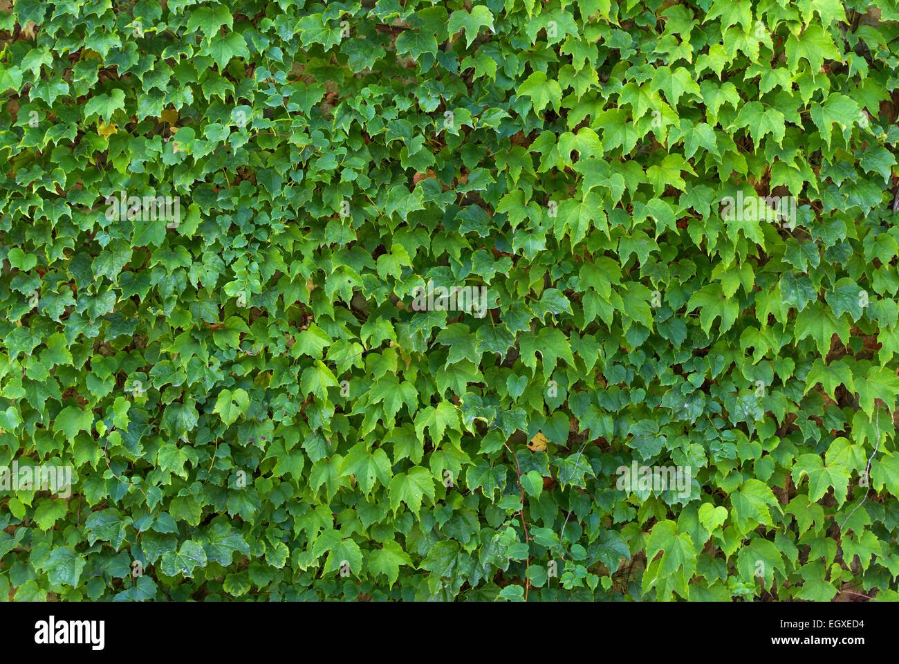 Leaf texture. Element of design Stock Photo - Alamy
