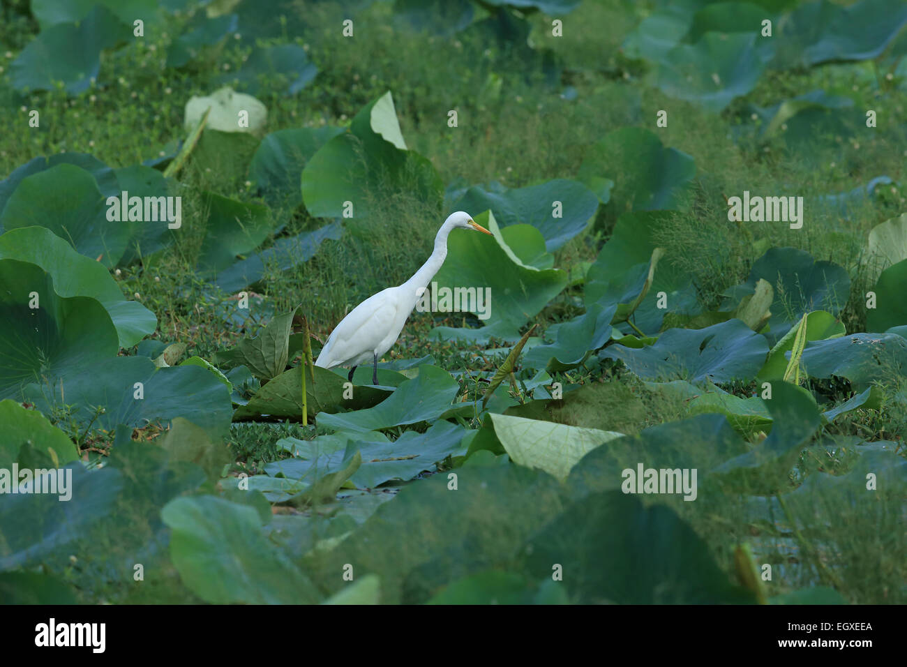 Intermediate Egret (Egretta intermedia Stock Photo - Alamy