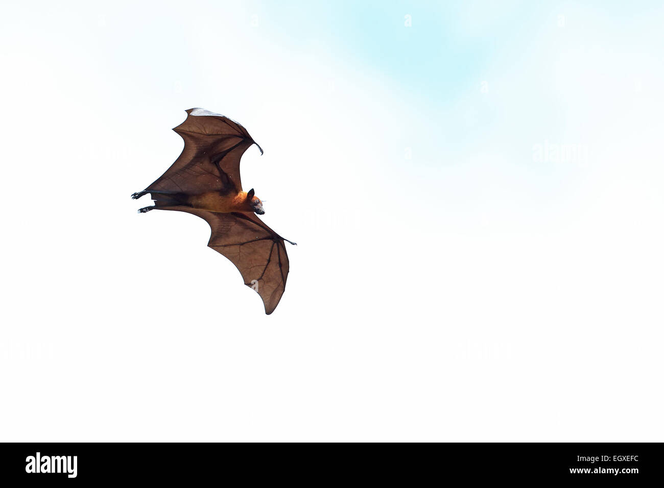 Indian Flying Fox (Pteropus giganteus Stock Photo - Alamy