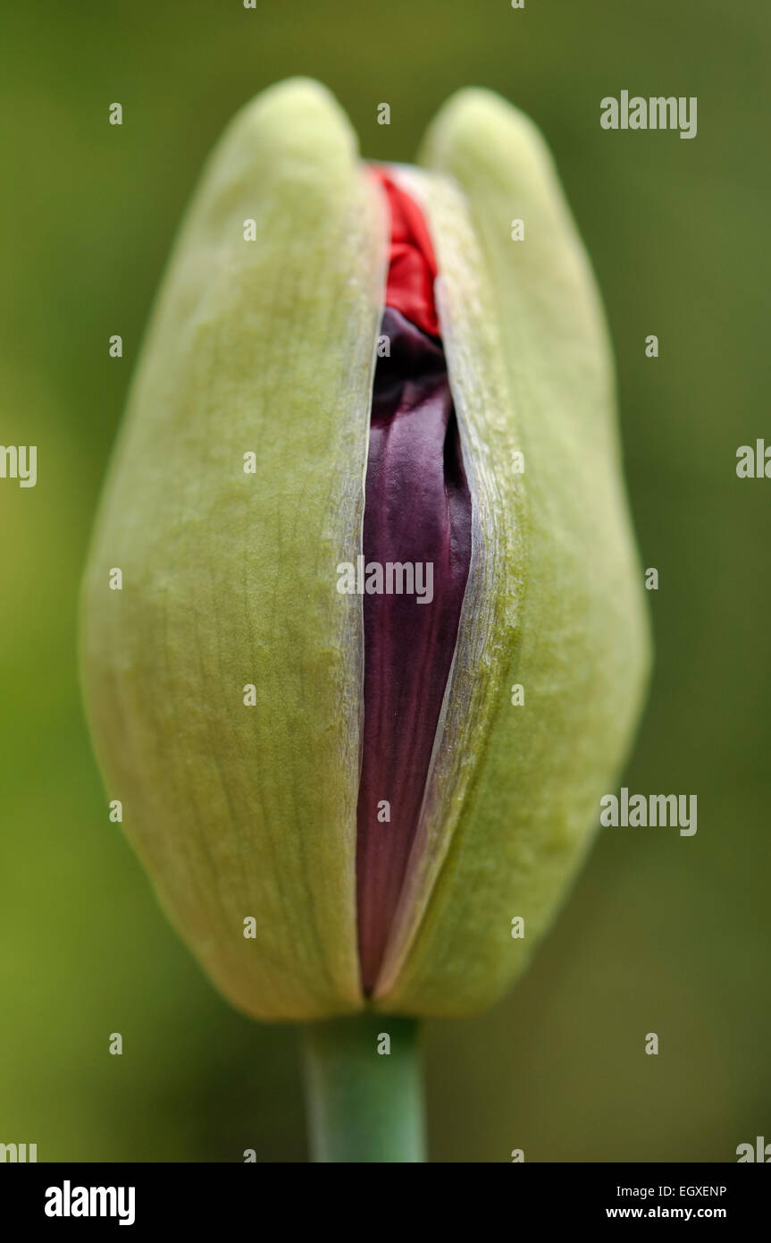 Bud of a red opium Poppy opening Stock Photo - Alamy