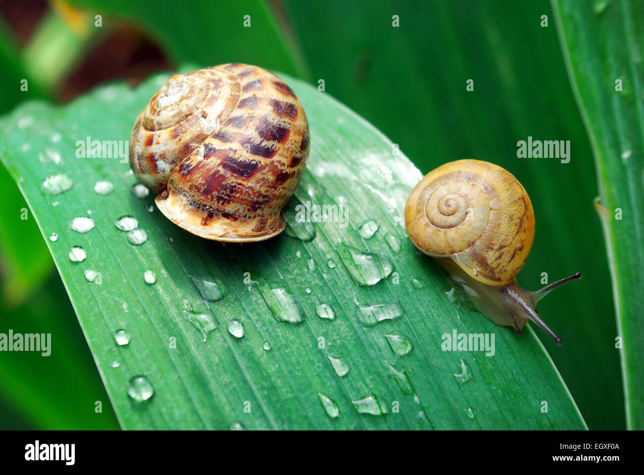 Flora And Fauna Art High Resolution Stock Photography and Images - Alamy