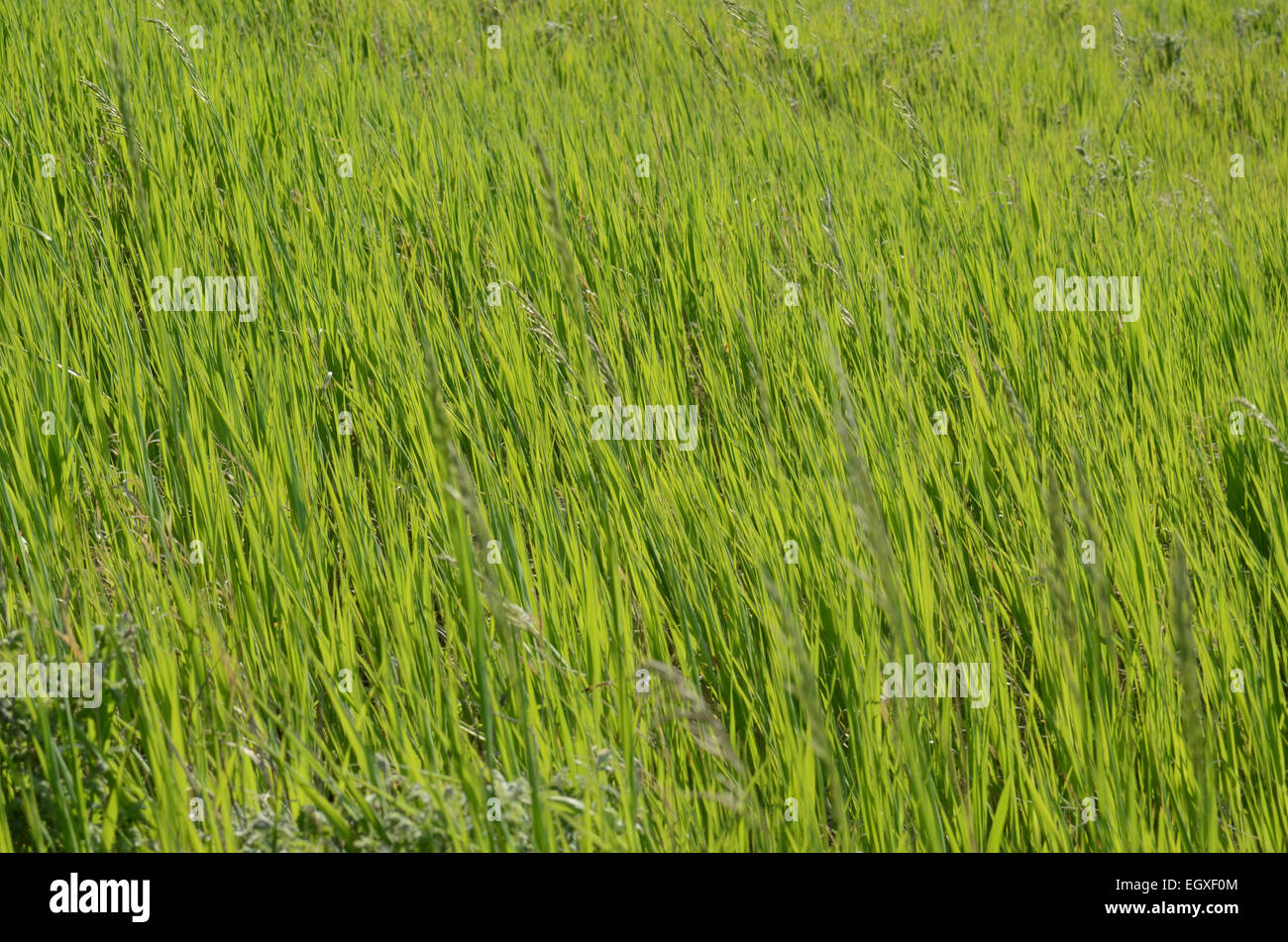 Field of tall grass Stock Photo - Alamy