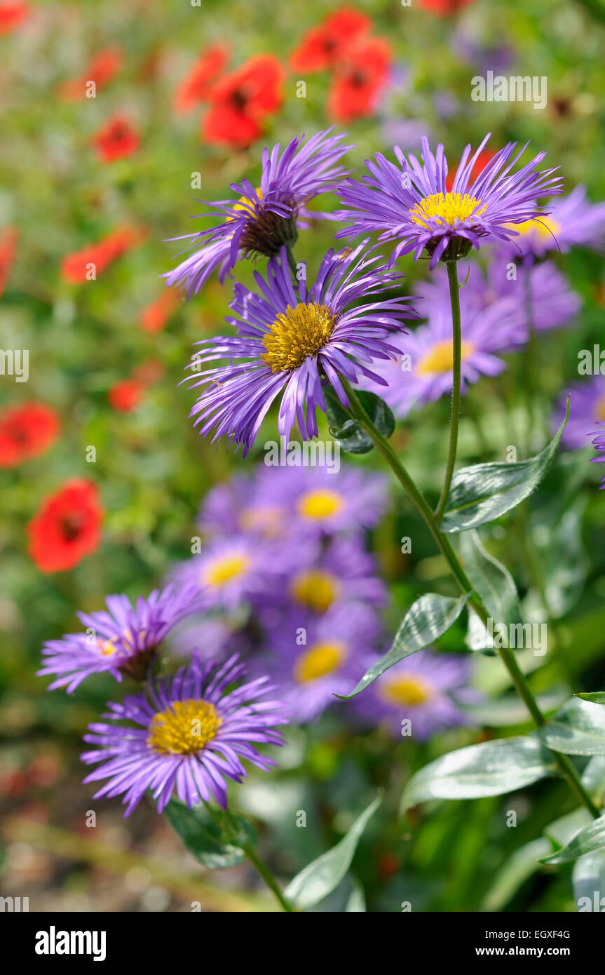 Blue Erigeron (Fleabane) flowers with background of contrasting red ...