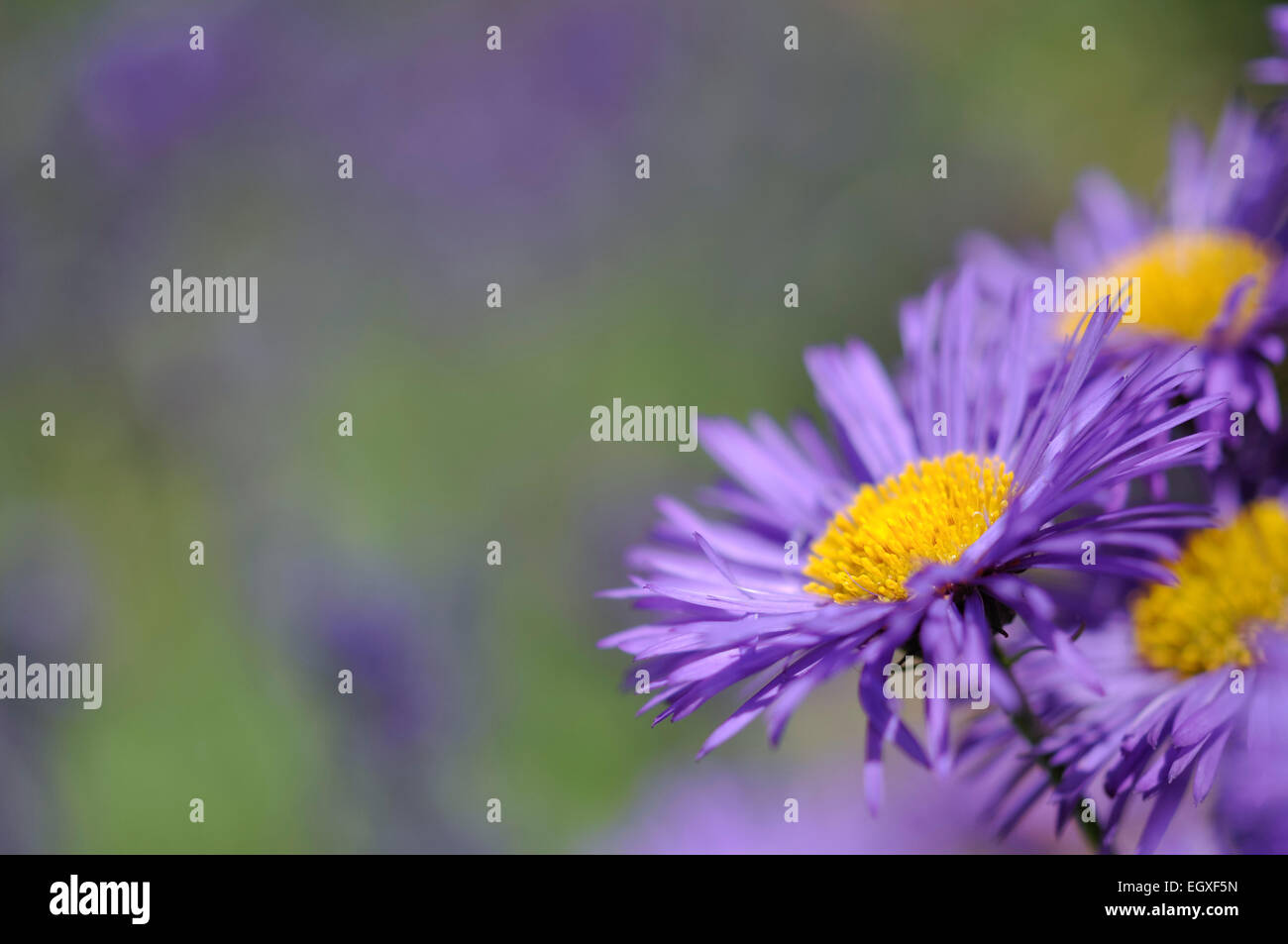 Blue Erigeron (Fleabane) flowers with soft blue and green background ...
