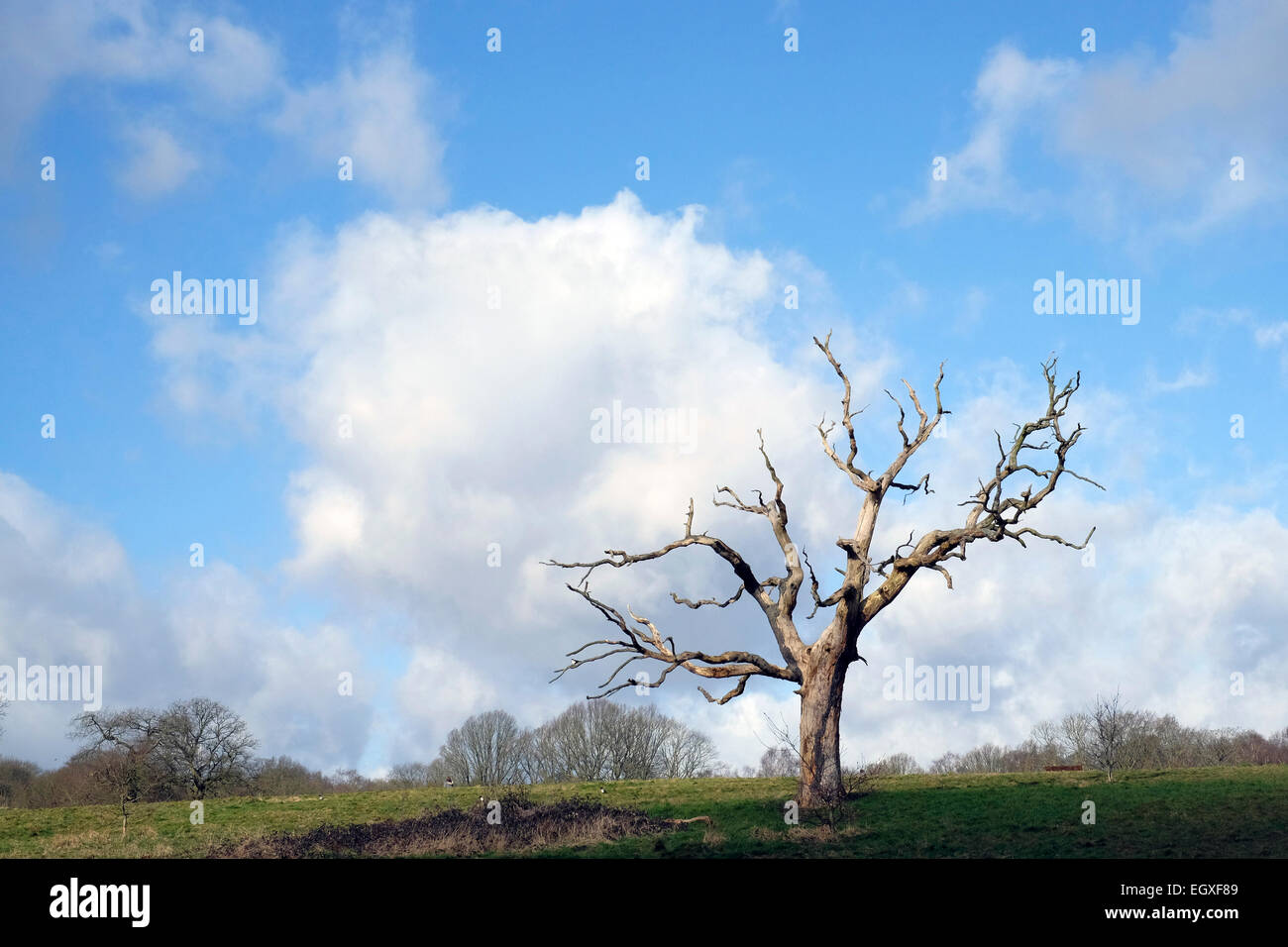 A general view of a dead tree in Hampstead heath, London Stock Photo ...