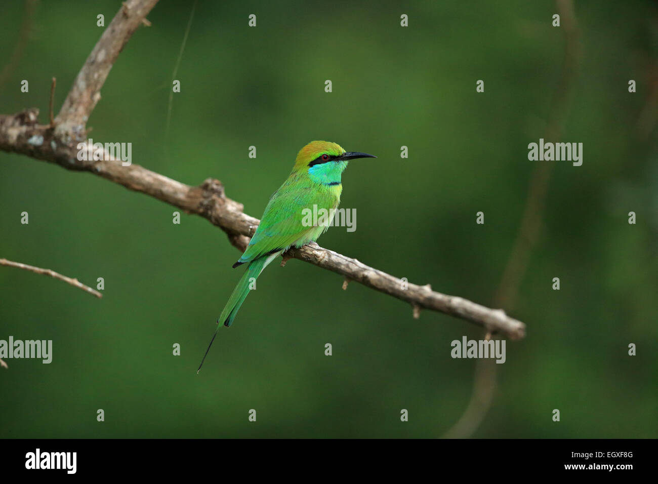 Green Bee-eater (Merops orientalis Stock Photo - Alamy