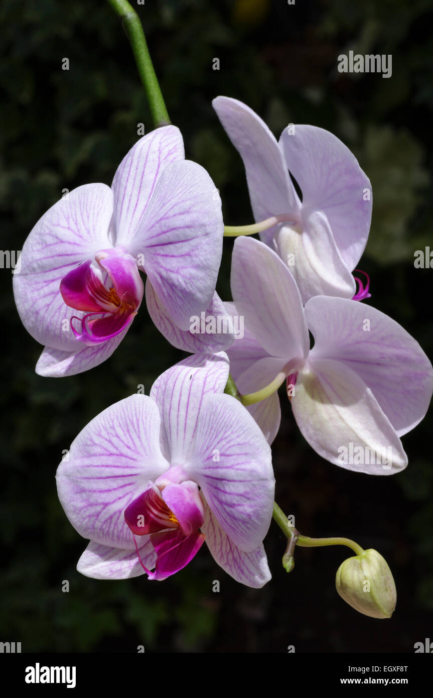 Dark veined pink flowers hi-res stock photography and images - Alamy