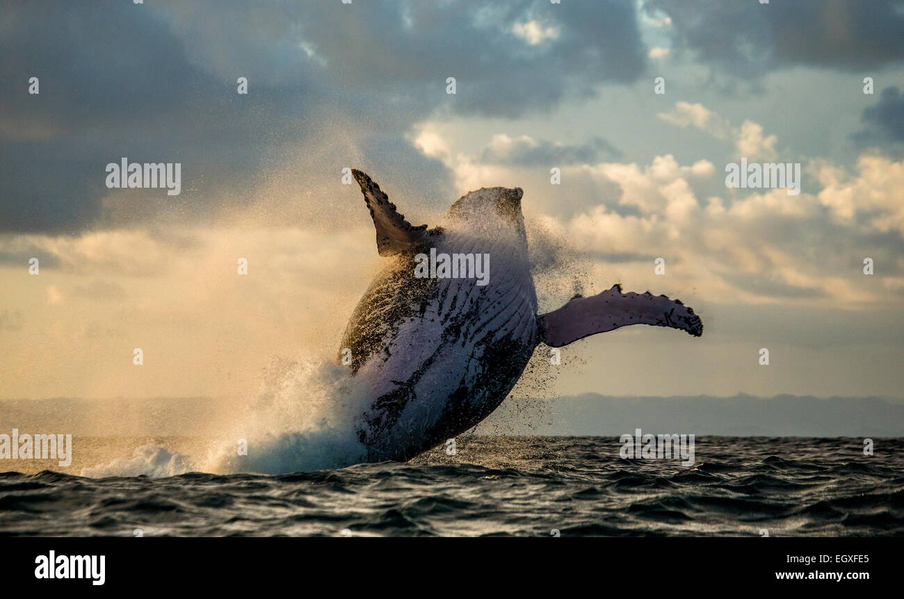 Jump humpback whale. Madagascar Stock Photo - Alamy