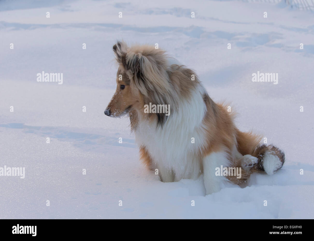 A 6 month old very cute Sheltie puppy sitting and playing in the new ...