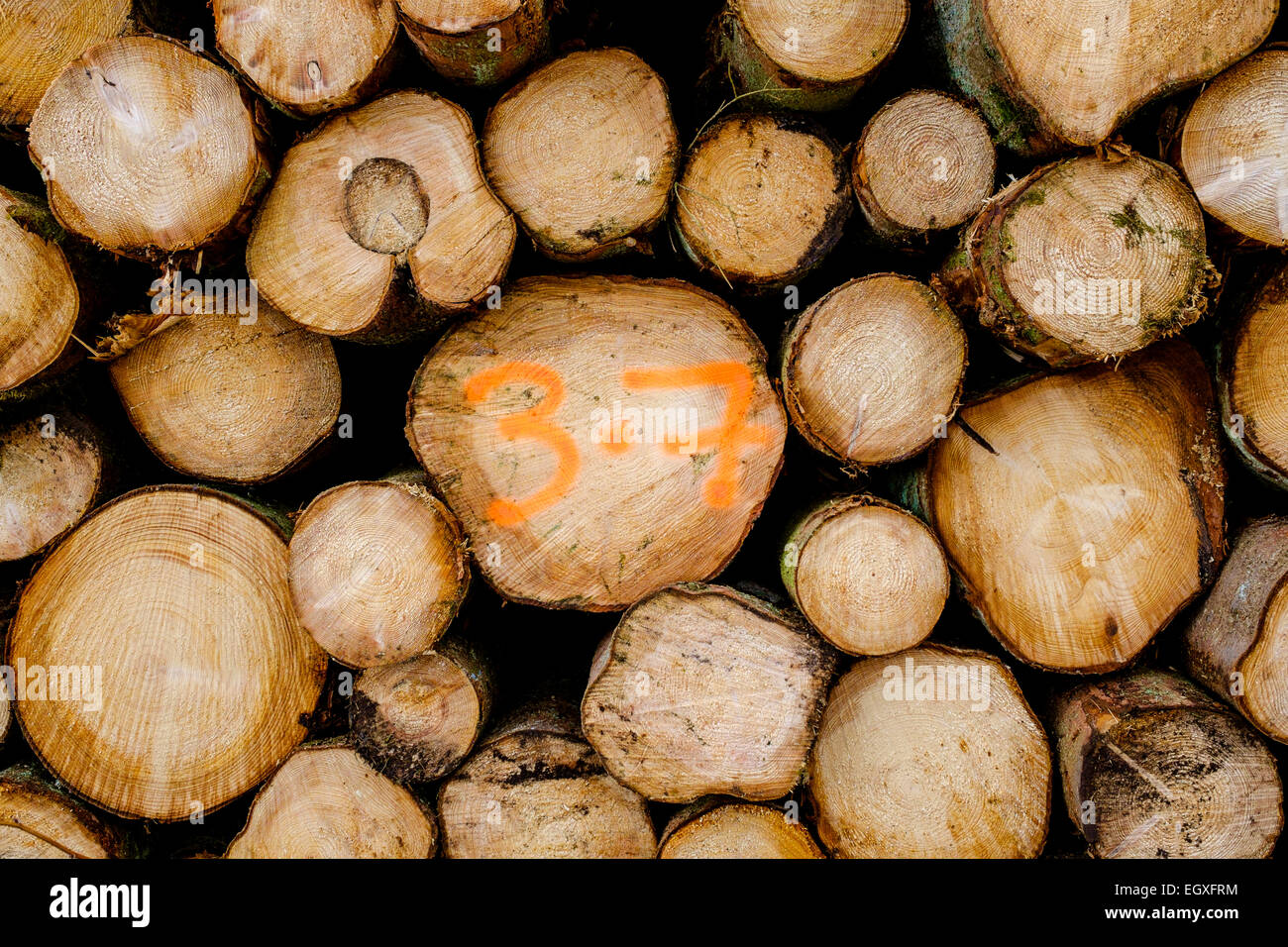 Cut logs stacked by the roadside awaiting transport. South Lanarkshire ...