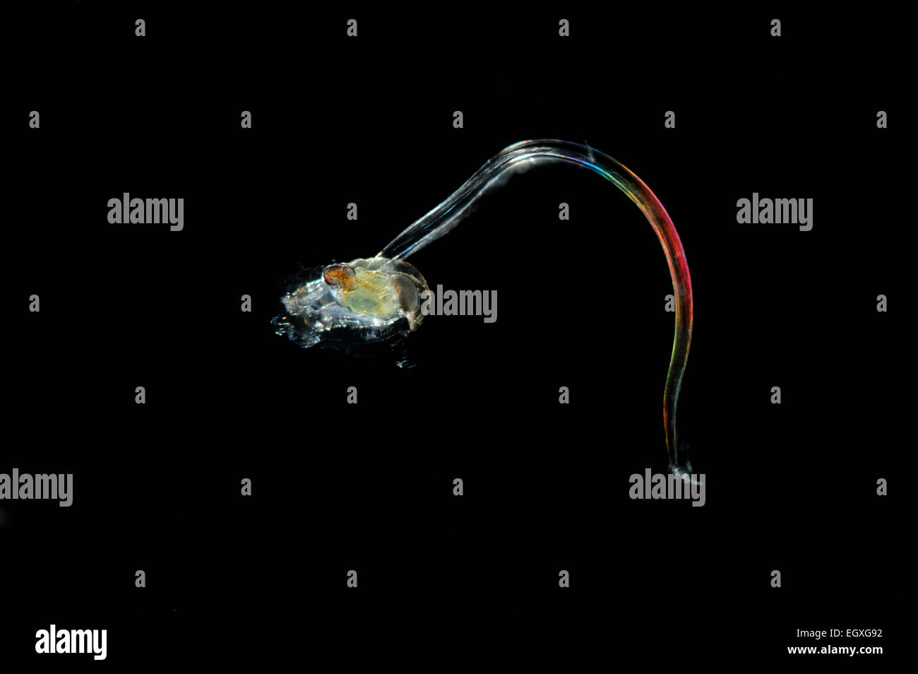 Mikrographie High Resolution Stock Photography and Images - Alamy
