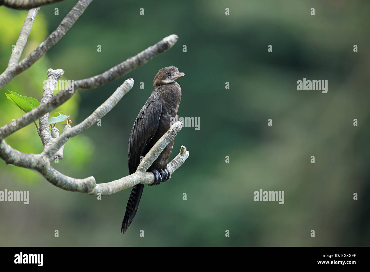 Little Cormorant (Microcarbo niger aka Phalacrocorax niger Stock Photo ...