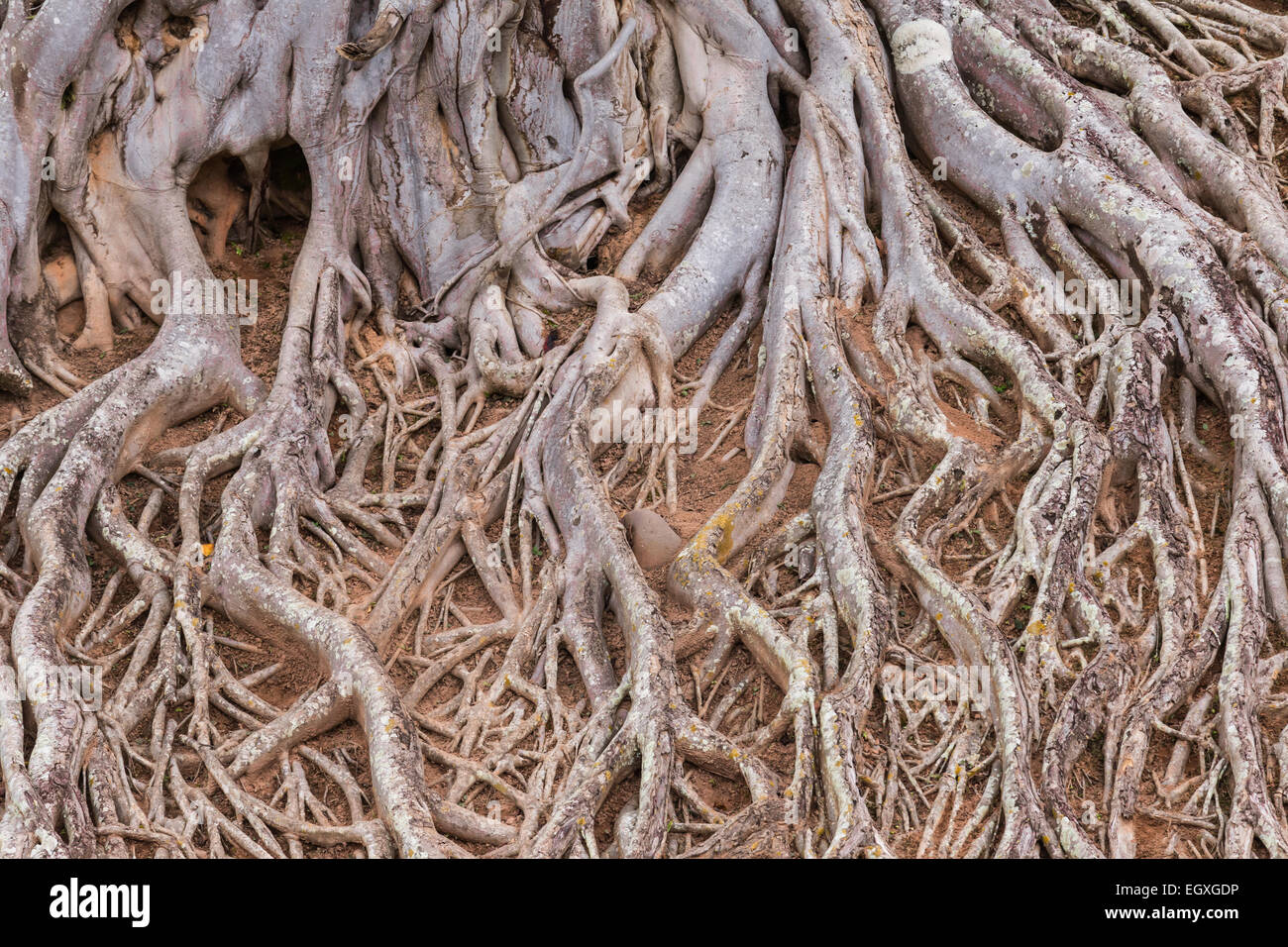 root of tree texture Stock Photo - Alamy