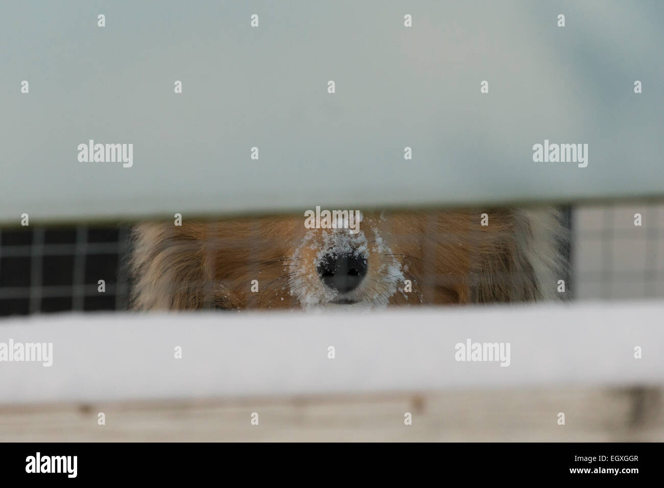 The snow covered nose of a Sheltie puppy peeping through a gap in a ...