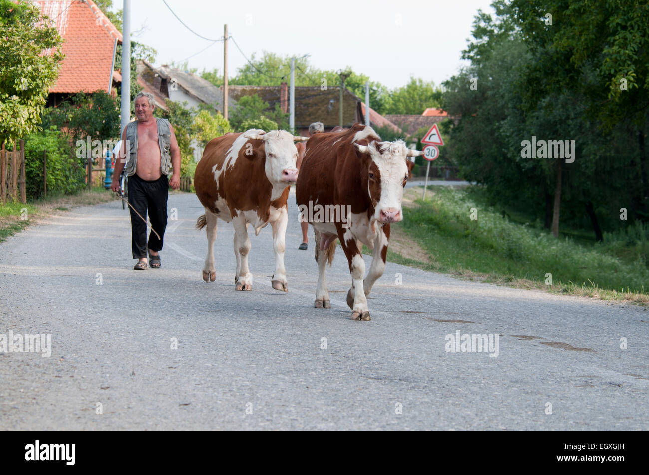 A farmer brings his cattle in the evening back to the barn in Cigoc in ...