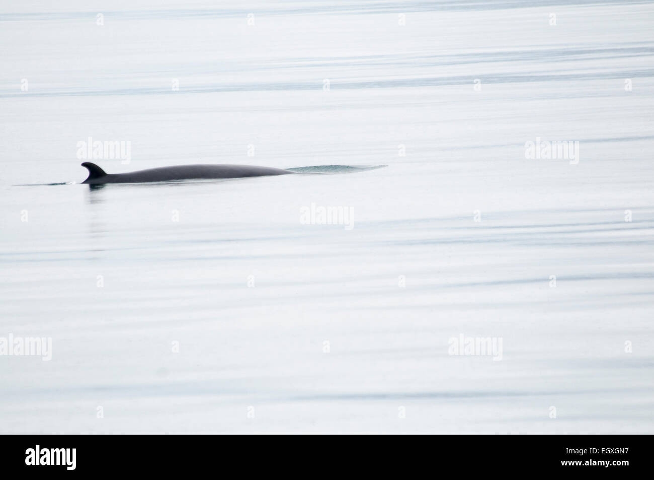 Minke Whales are smaller baleen whales around seven meter long and swim ...